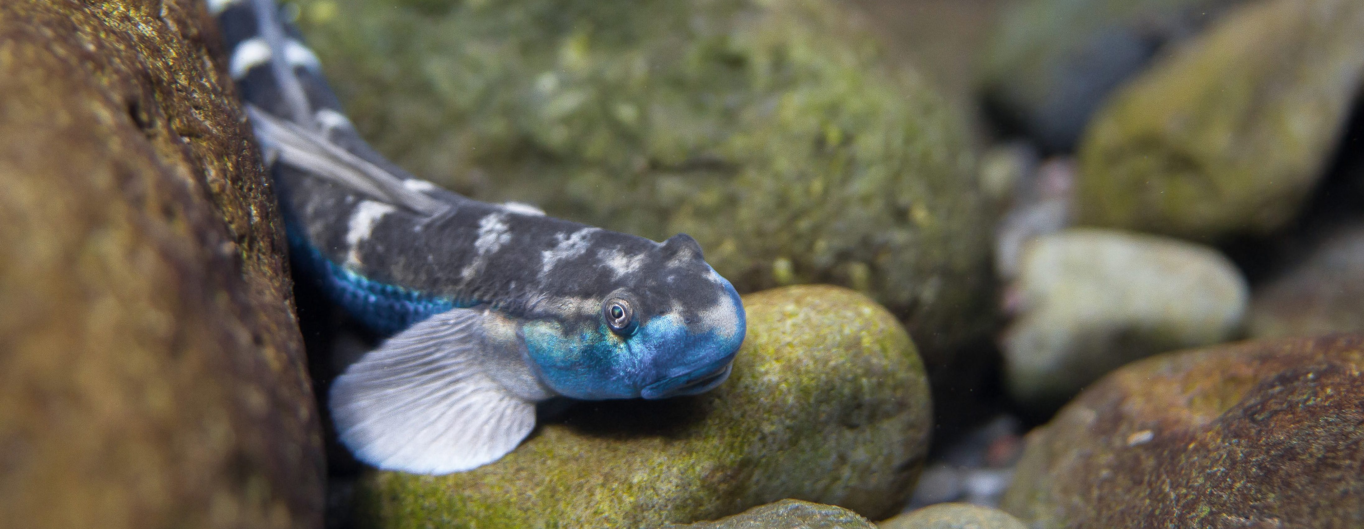 Le "bichique" fait son festival